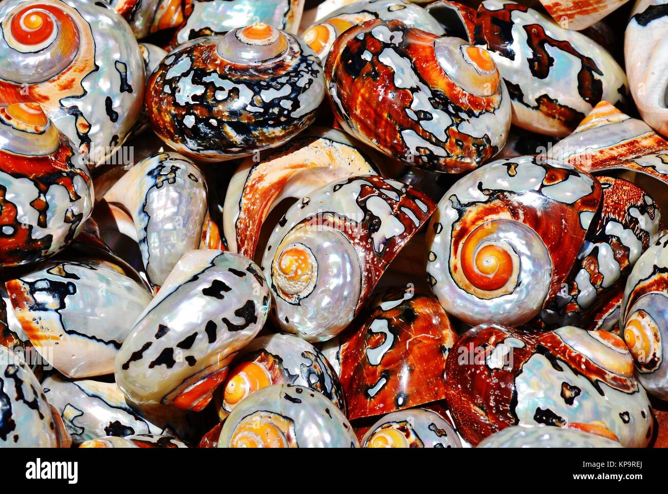 close up of sea shells Stock Photo - Alamy
