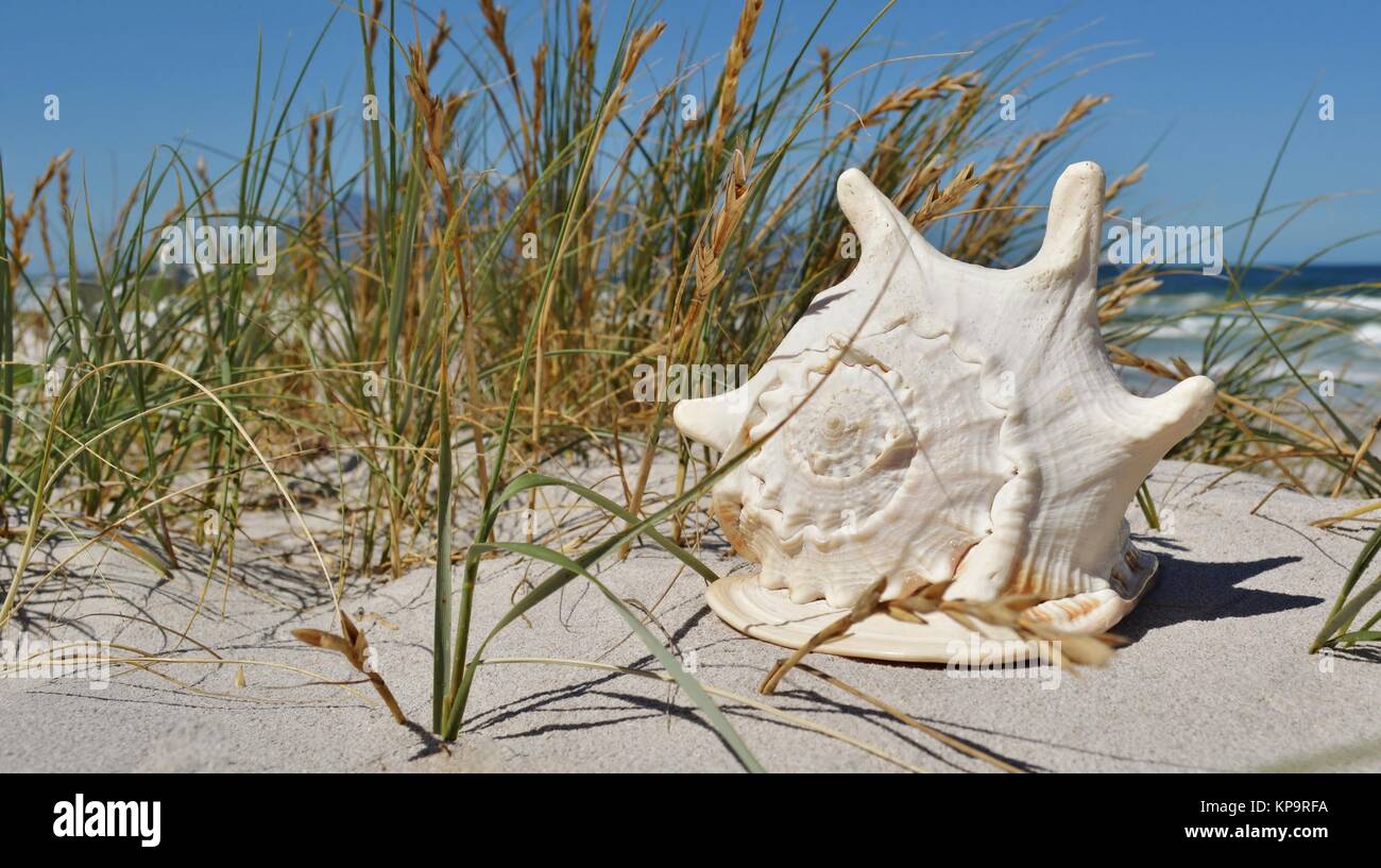 Horned Helmet Sea Shell High Resolution Stock Photography and Images ...