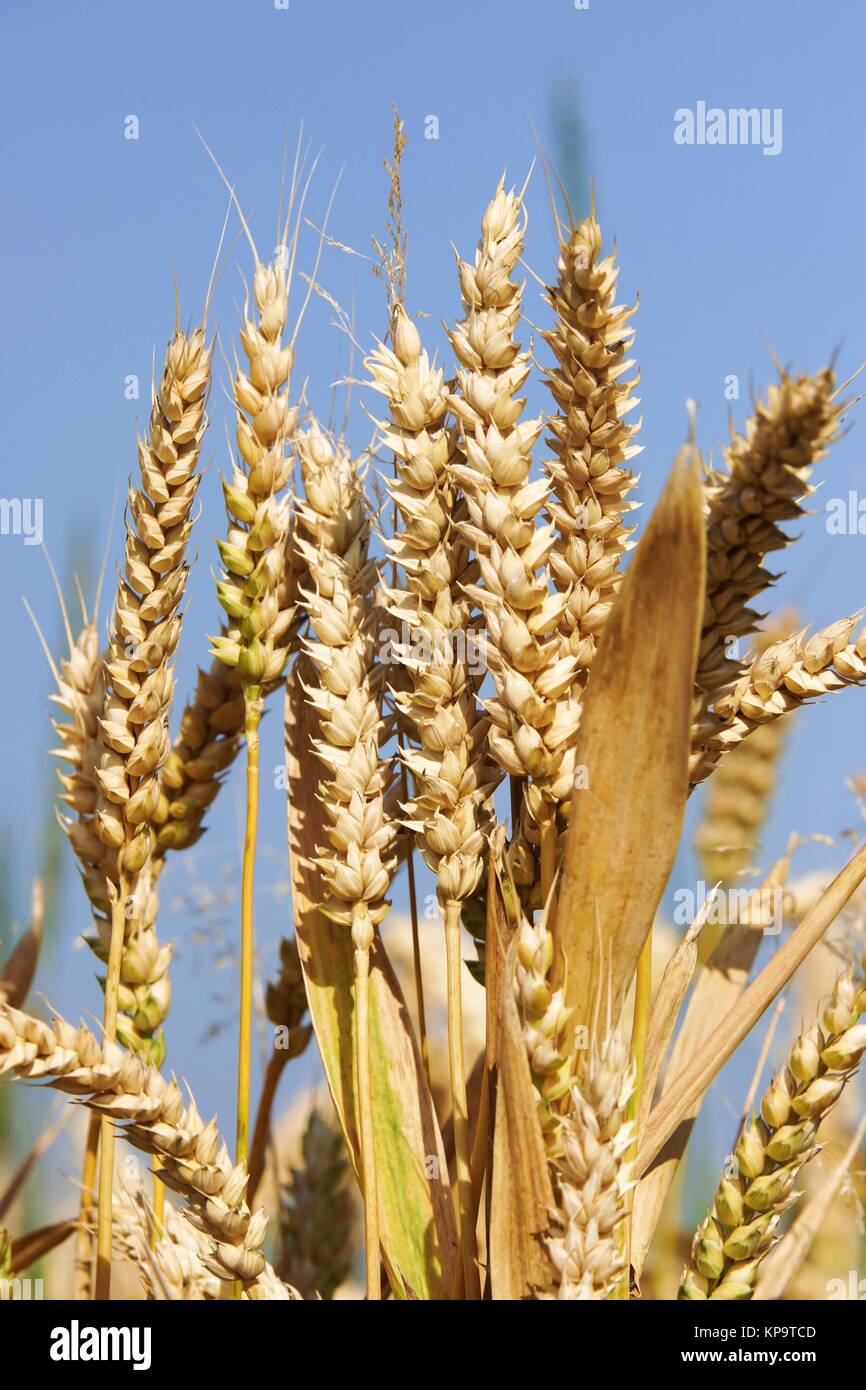 corn field under blue sky Stock Photo - Alamy