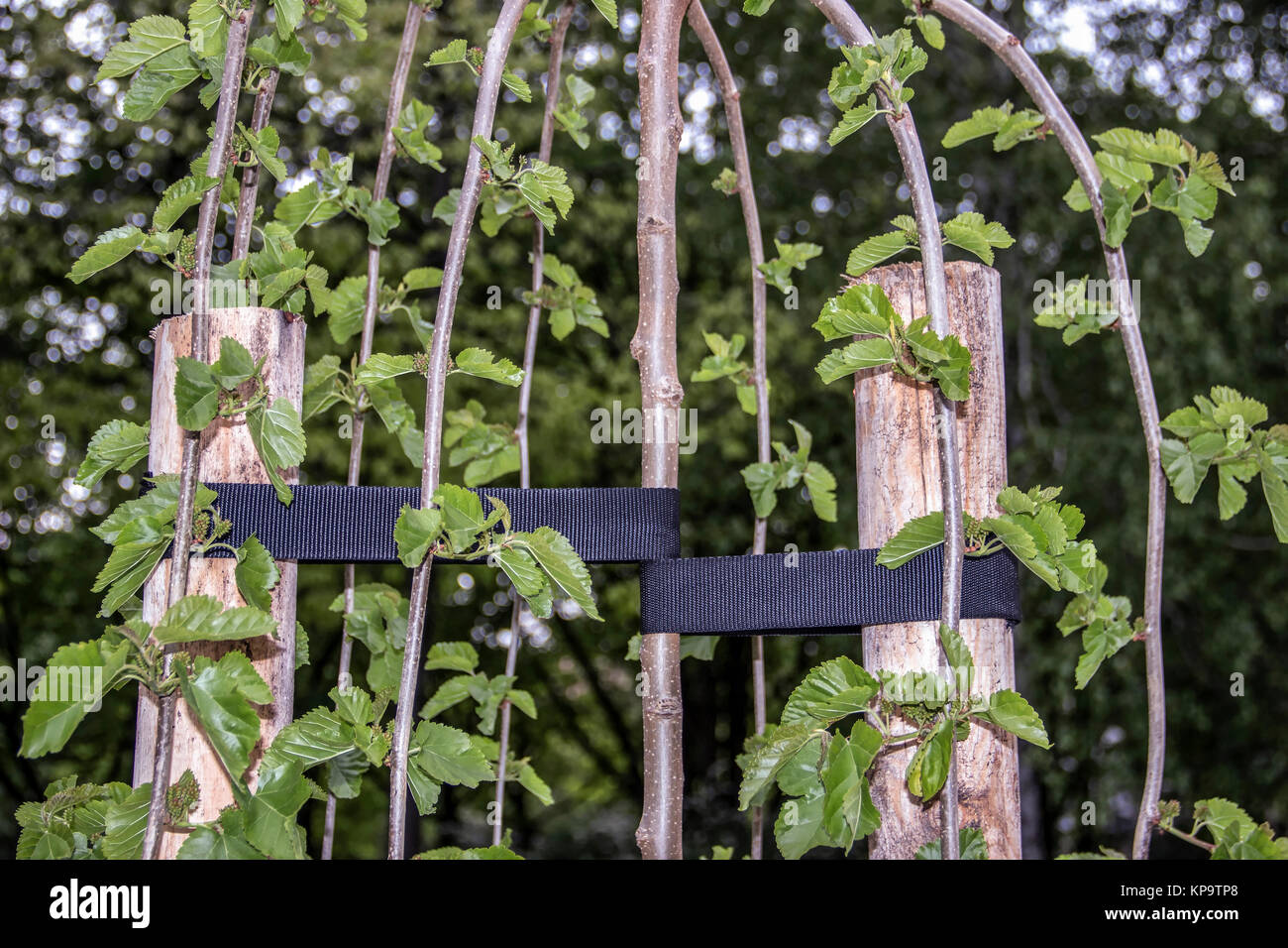 Young seedling birch supported with two poles Stock Photo - Alamy