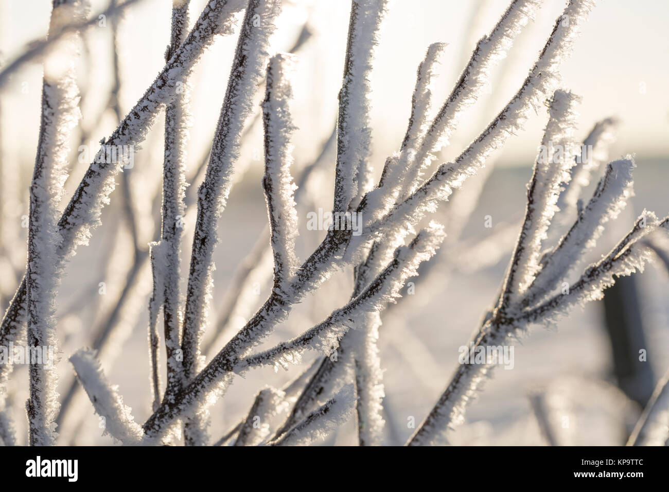 Micro frost hi-res stock photography and images - Alamy