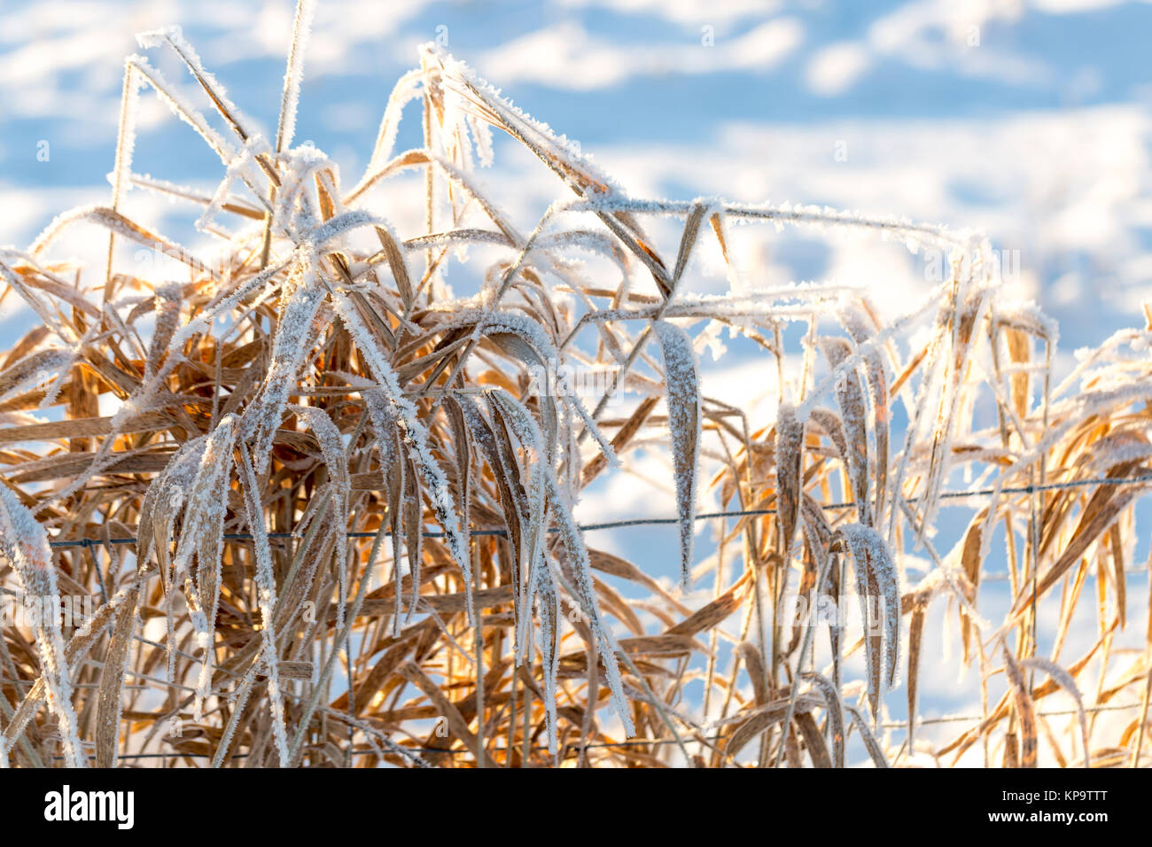 Grass Covered in Snow Stock Photo - Alamy