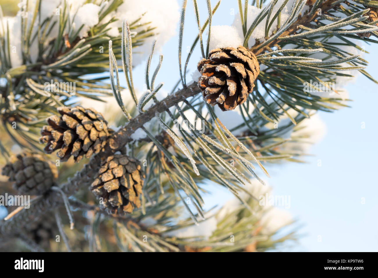 Pine Cone in Tree Stock Photo - Alamy