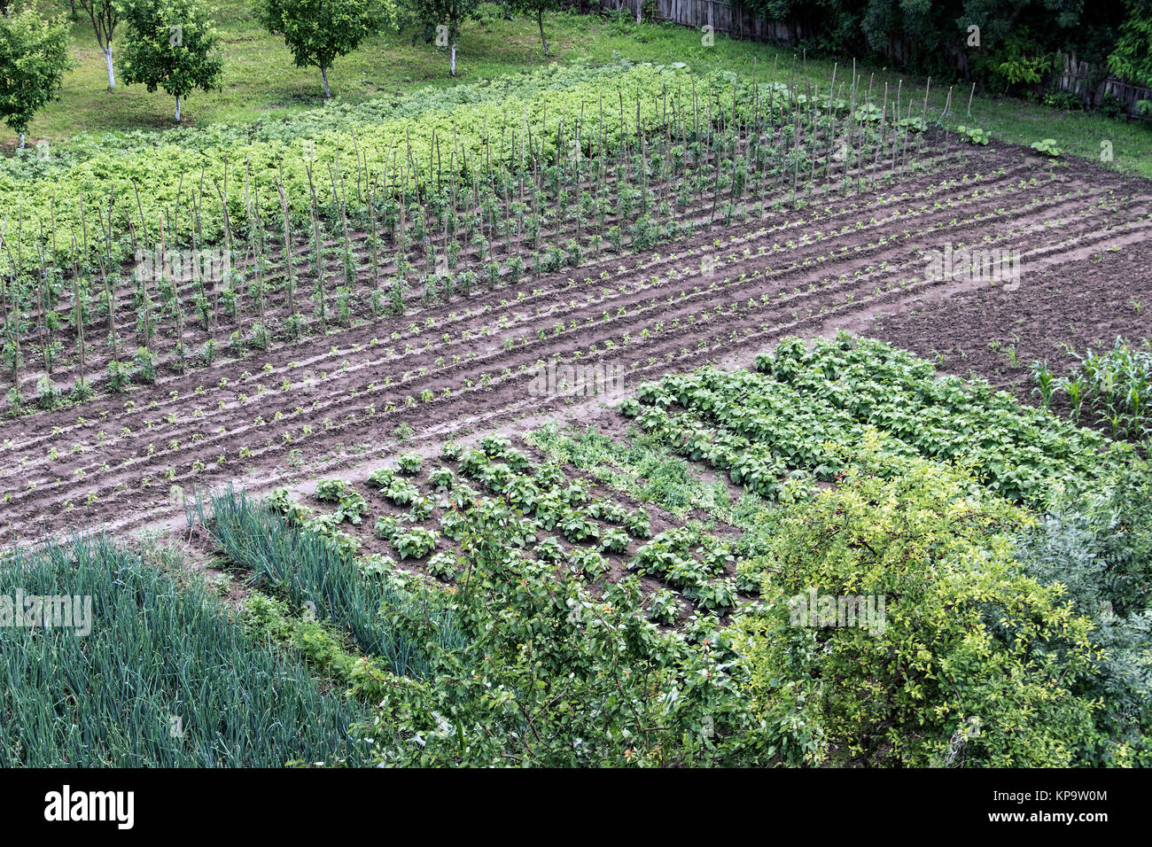 Countryside, Serbia - Vegetable garden in the backyard Stock Photo - Alamy