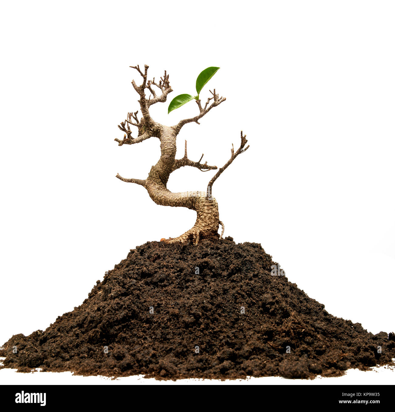 Survivor tree with two leaves alive on white background Stock Photo - Alamy