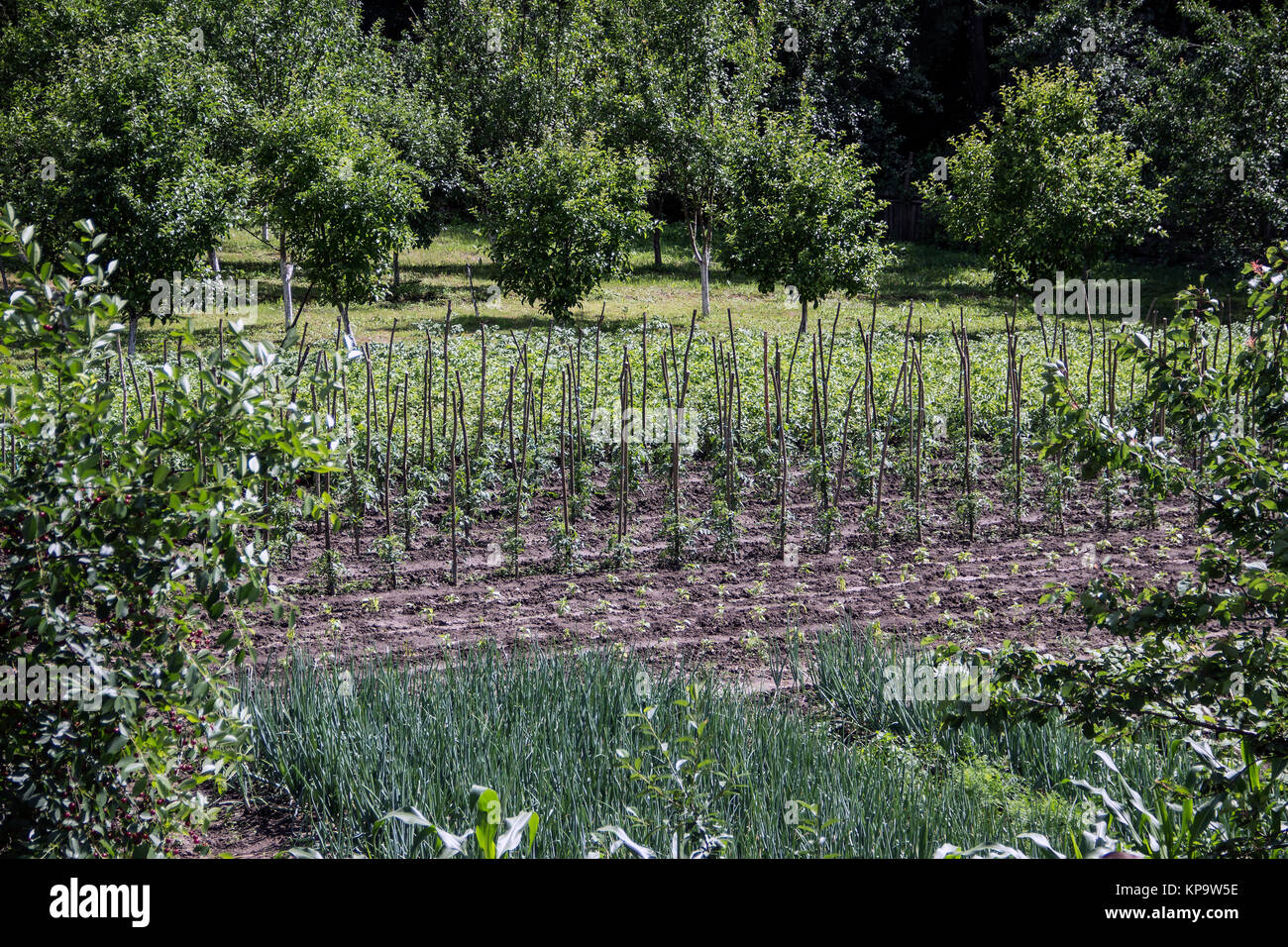 Countryside, Serbia - Vegetable garden in the backyard Stock Photo - Alamy