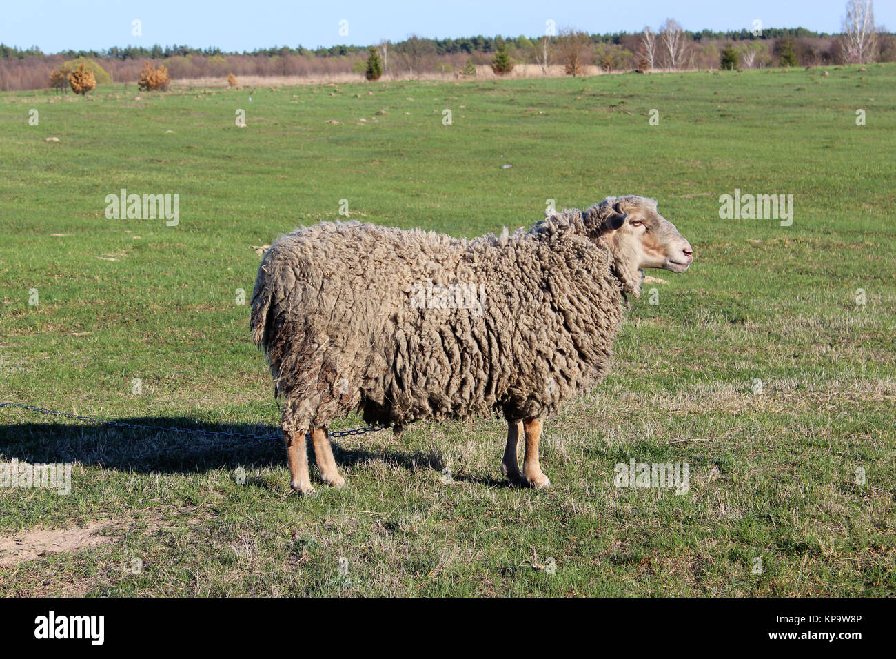 Sheep nostrils hi-res stock photography and images - Alamy