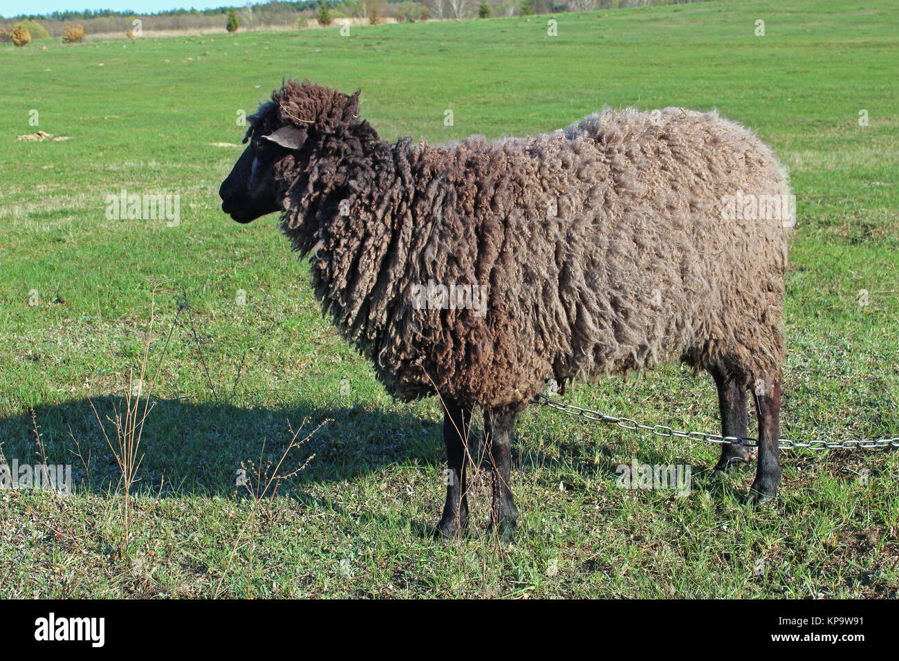 sheep grazing on the grass Stock Photo - Alamy