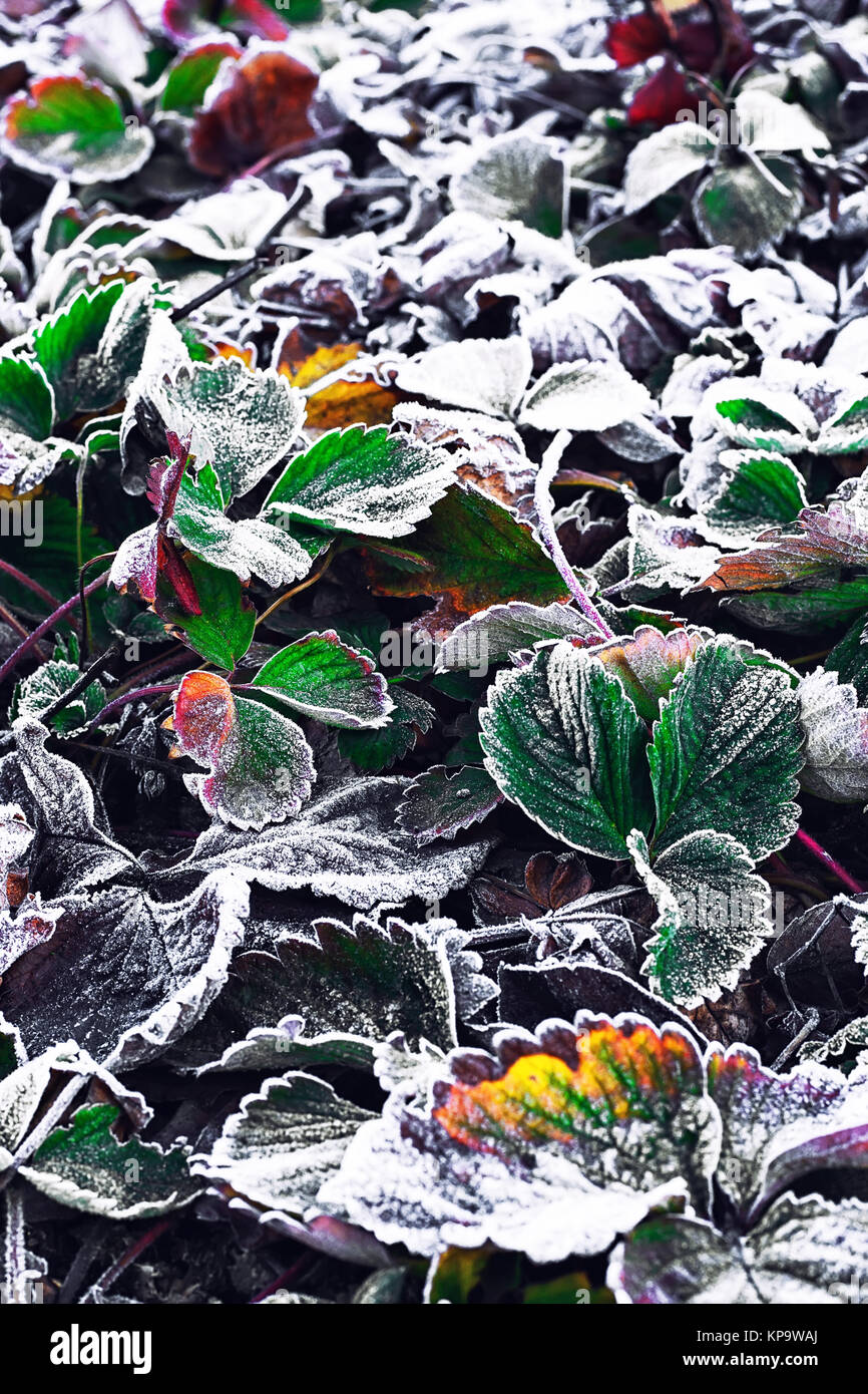 Covered with frost in early winter strawberry bushes Stock Photo - Alamy