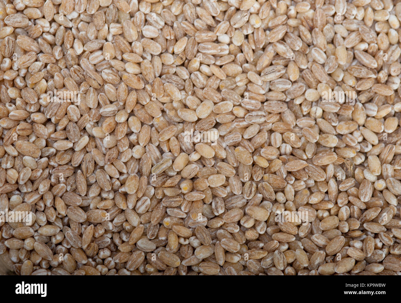 organic barley grains Stock Photo - Alamy
