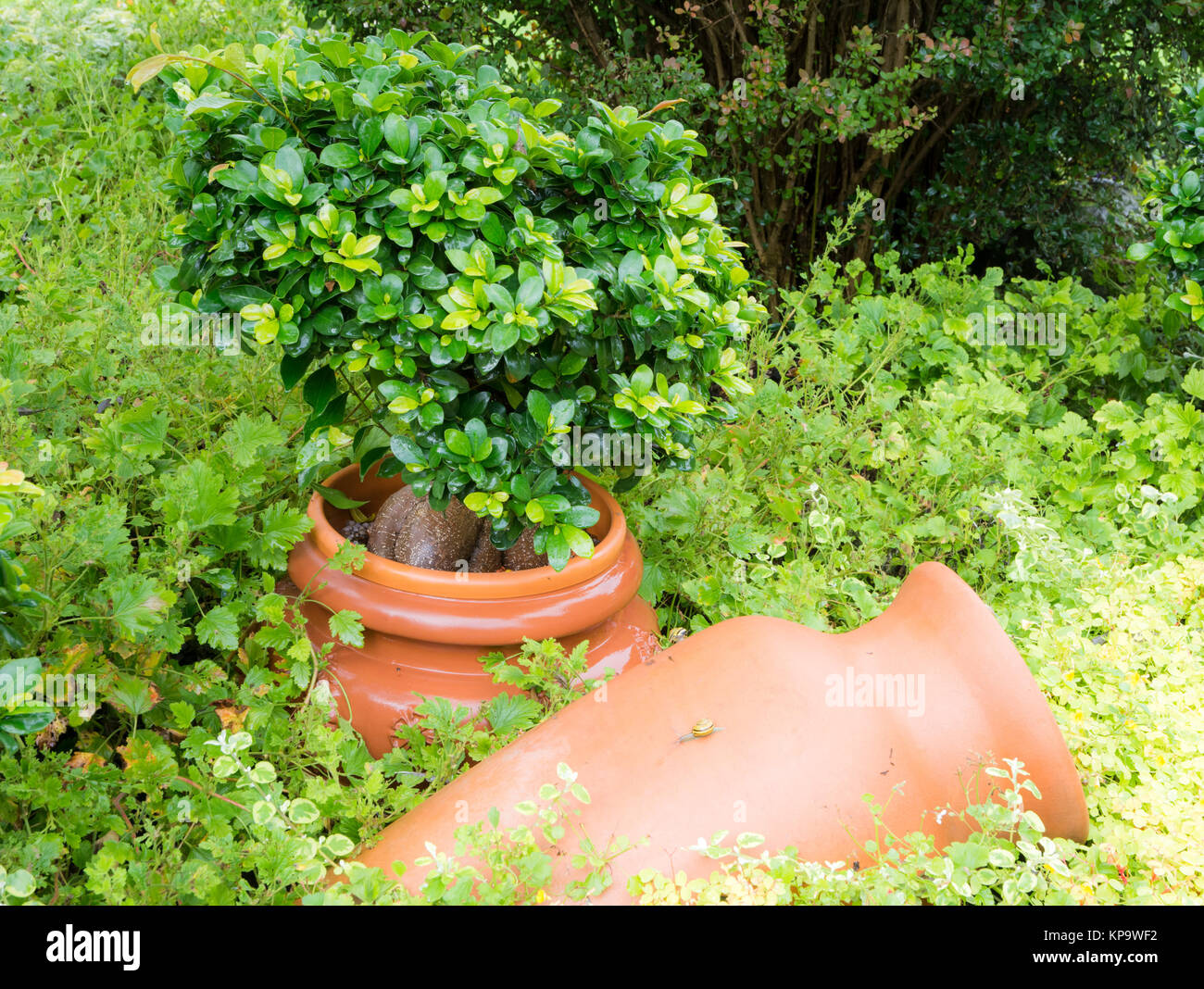 Antique Amphora in the garden Stock Photo - Alamy
