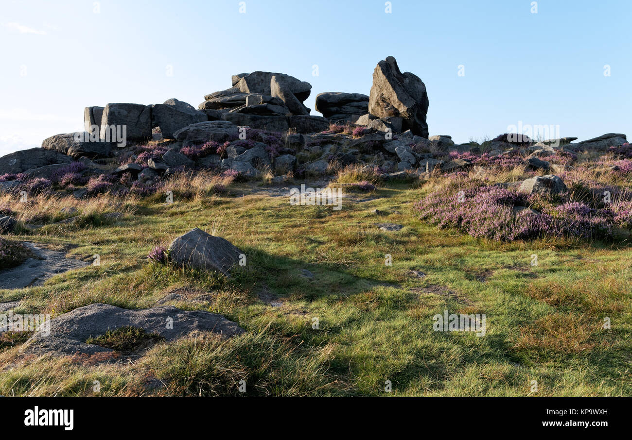 Peak District moors with heather in bloom Stock Photo - Alamy