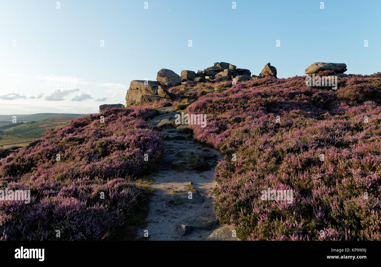 Peak District moors with heather in bloom Stock Photo - Alamy