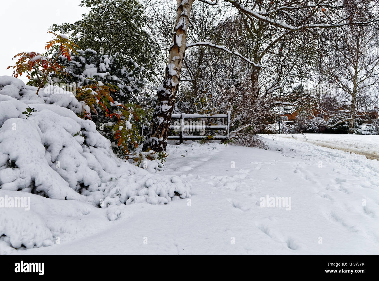 Snow covered trees and colorful bushes in small village Stock Photo - Alamy