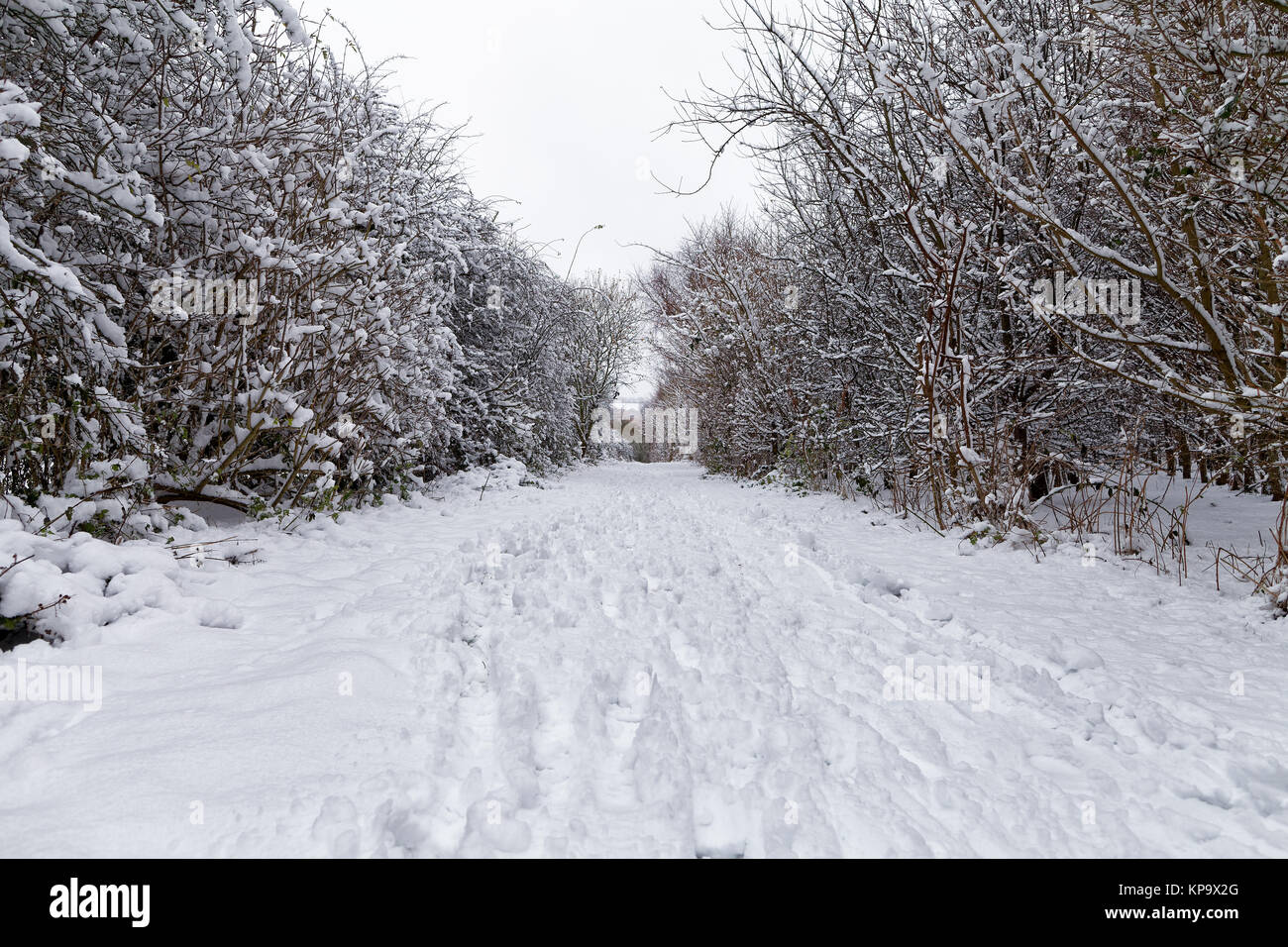 Snowy path through the park Stock Photo - Alamy