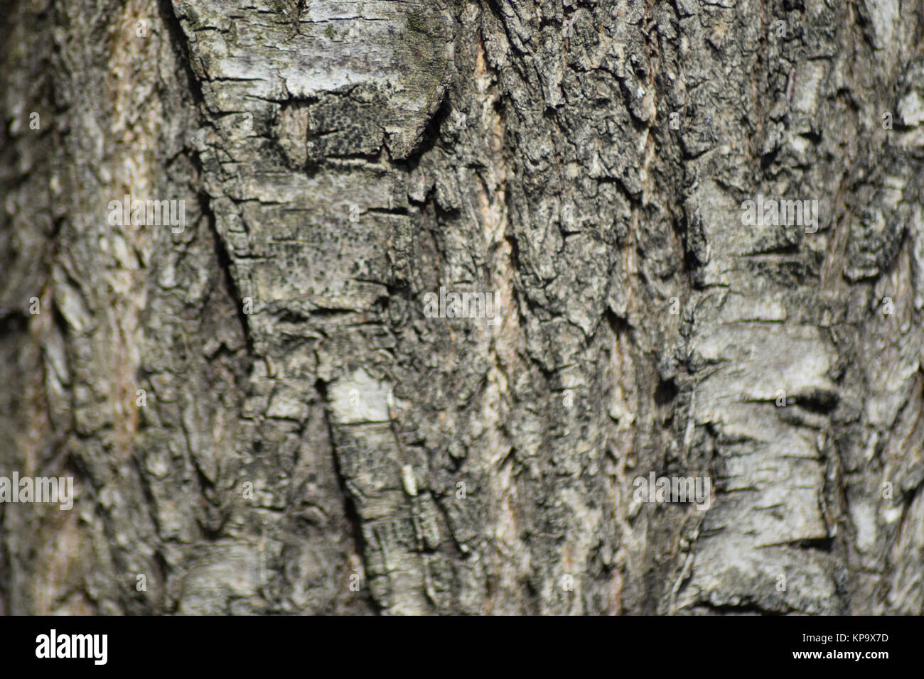 Background from poplar bark Stock Photo - Alamy