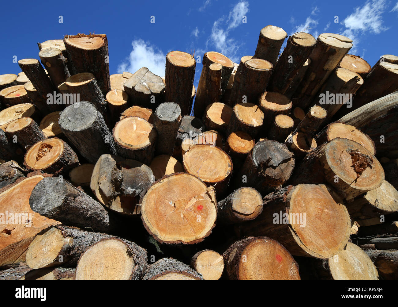 background of many tree trunks cut by the woodcutter forming a huge ...