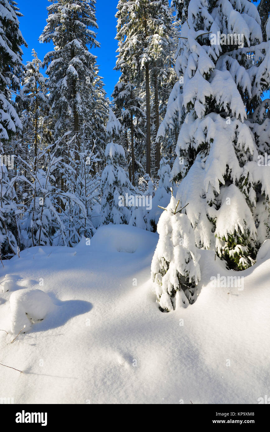 snowy winter forest Stock Photo - Alamy