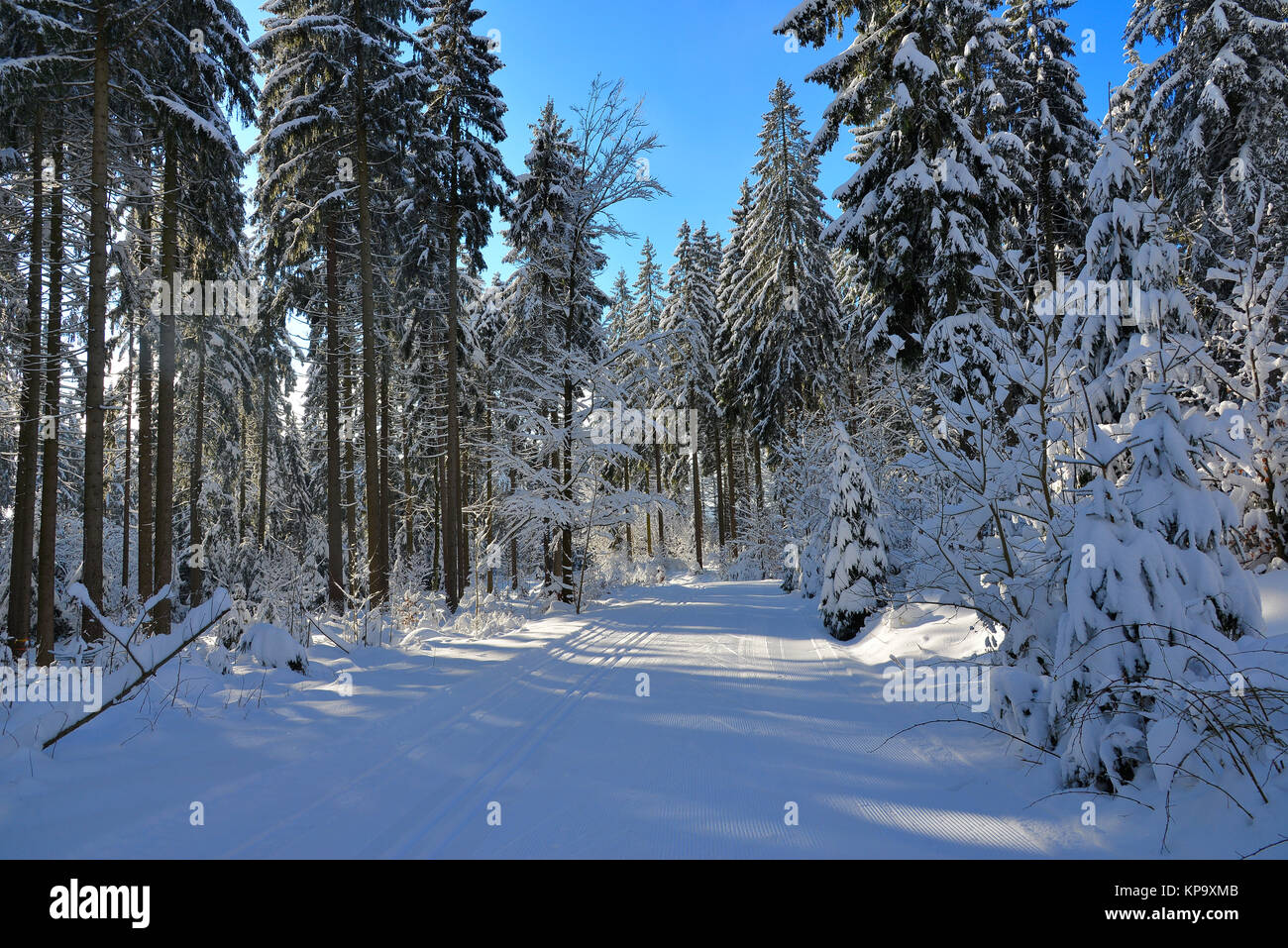 snowy winter forest Stock Photo - Alamy