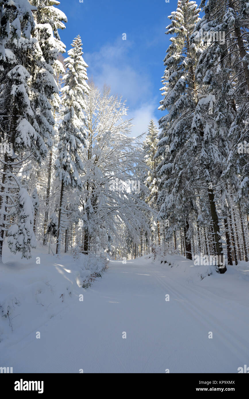snowy winter forest Stock Photo - Alamy