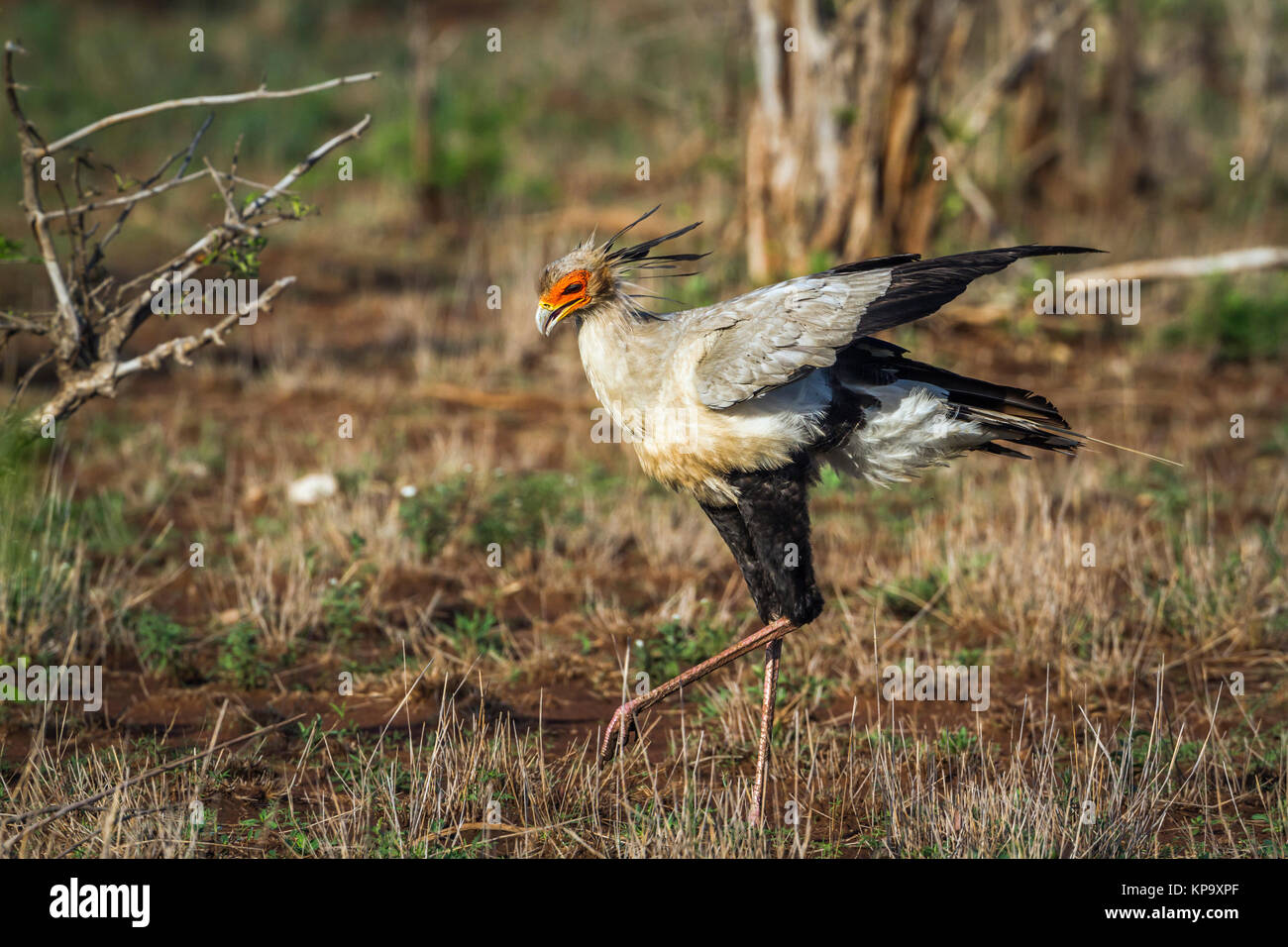 Secretary bird in Kruger national park, South Africa ; Specie ...