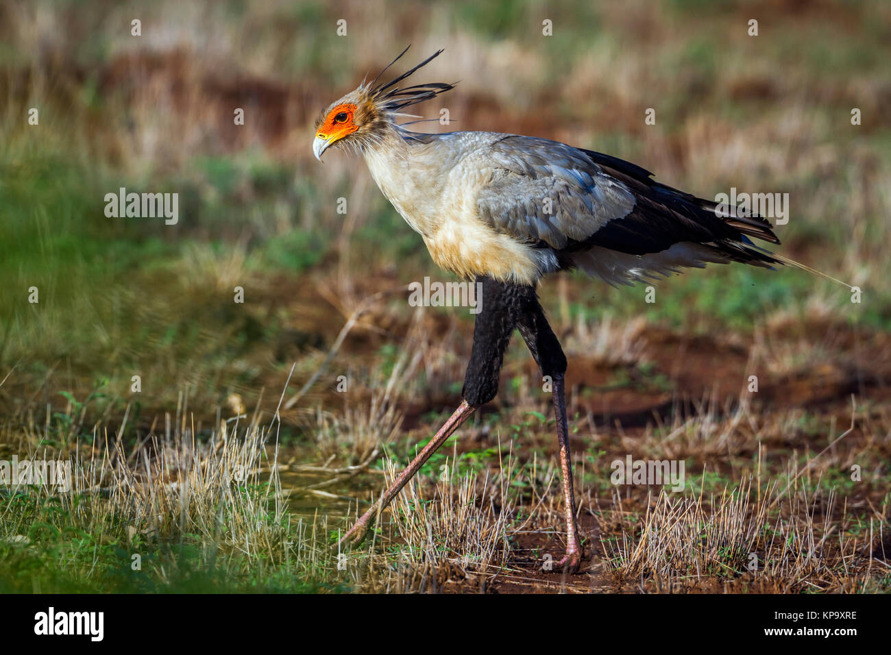 Secretary bird in Kruger national park, South Africa ; Specie ...
