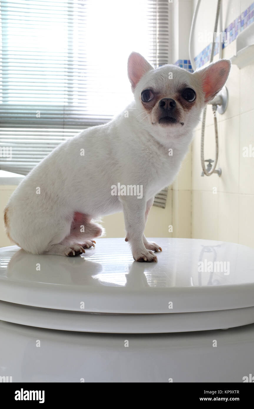 Dog in bath room Stock Photo - Alamy