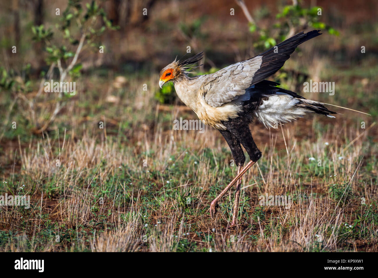 Secretary bird in Kruger national park, South Africa ; Specie ...