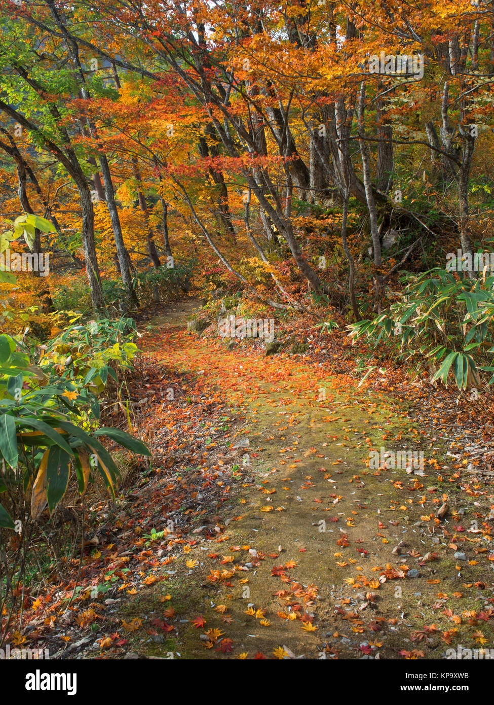 autumn fall garden path Stock Photo - Alamy