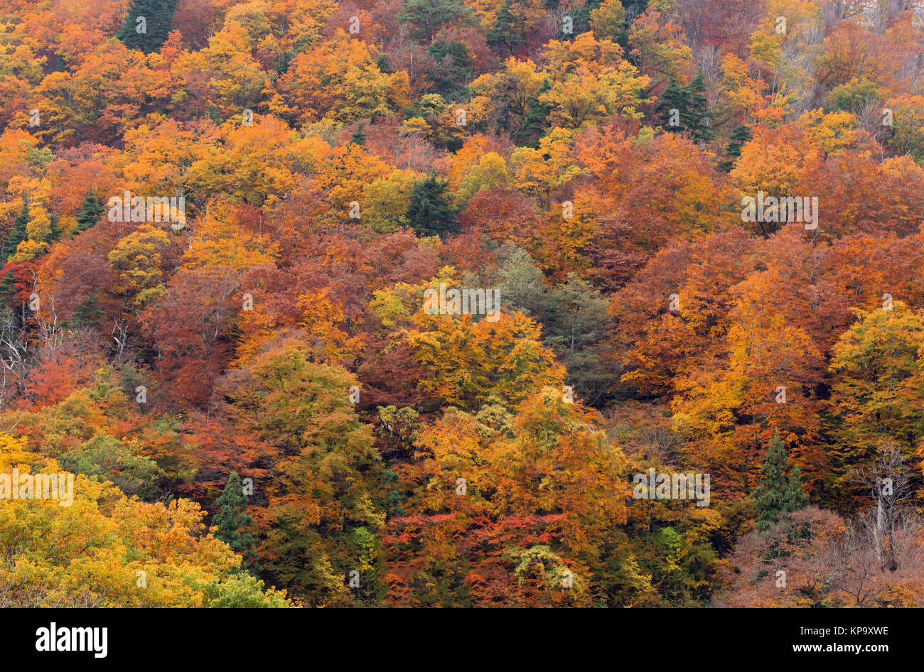 autumn fall tree and foliage background Stock Photo - Alamy