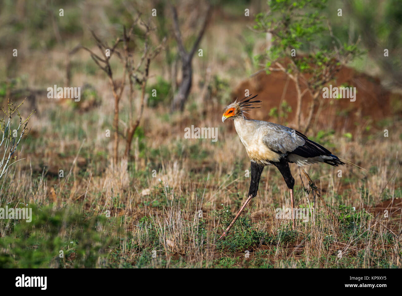 Secretary bird in Kruger national park, South Africa ; Specie ...