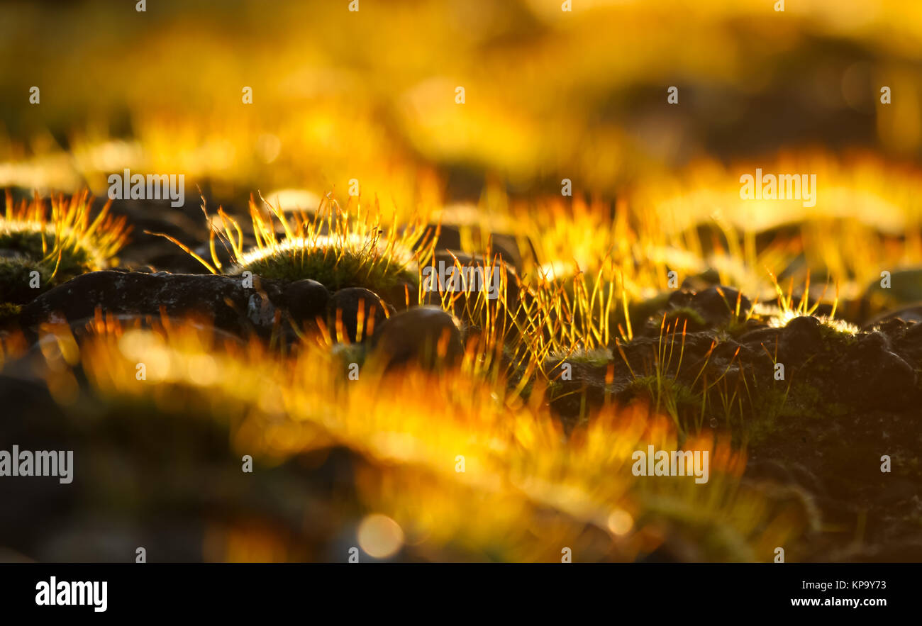moss in backlight Stock Photo - Alamy