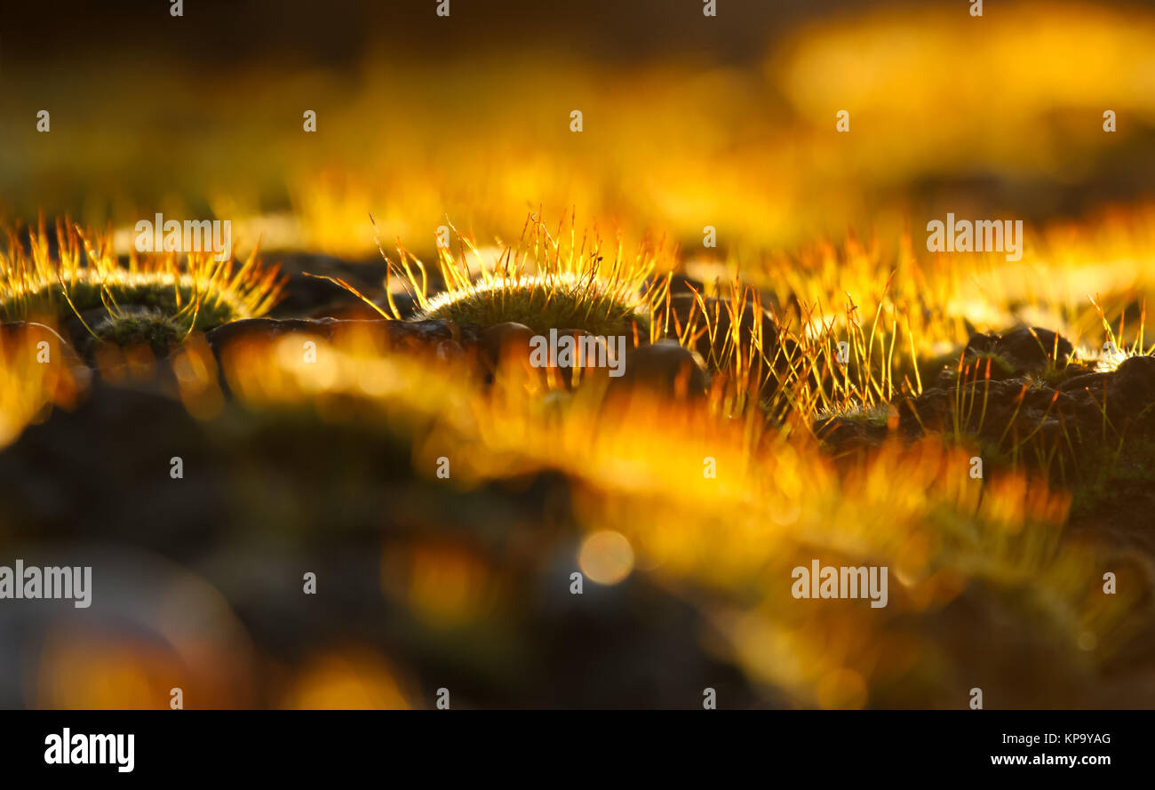 moss in the back light Stock Photo - Alamy