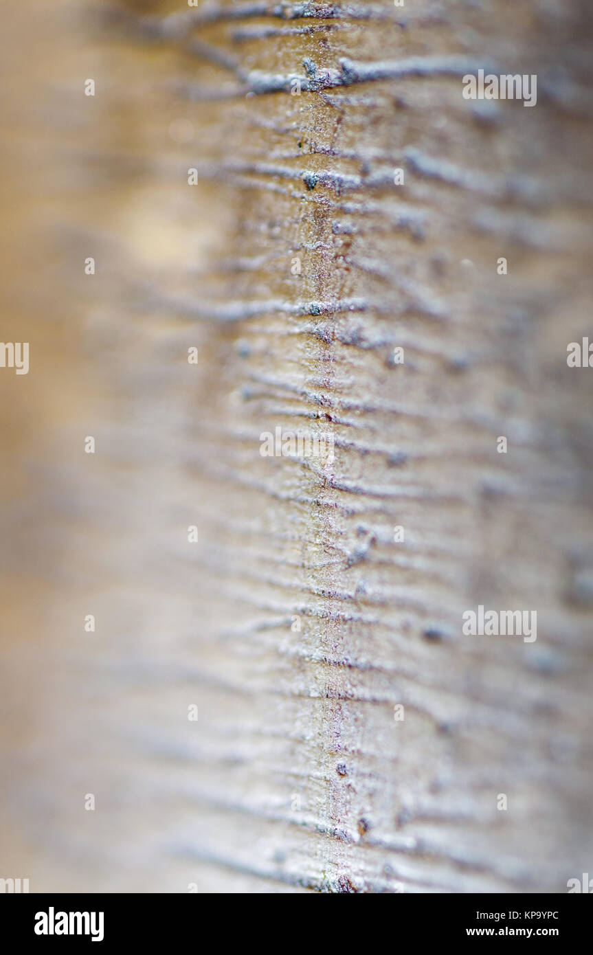 Wiry textures hi-res stock photography and images - Alamy