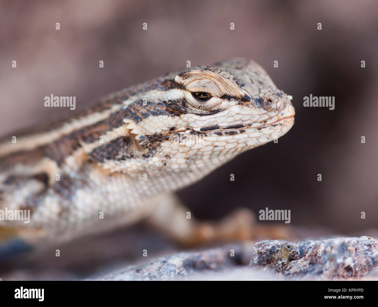 Happy Lizard Day Stock Photo - Alamy