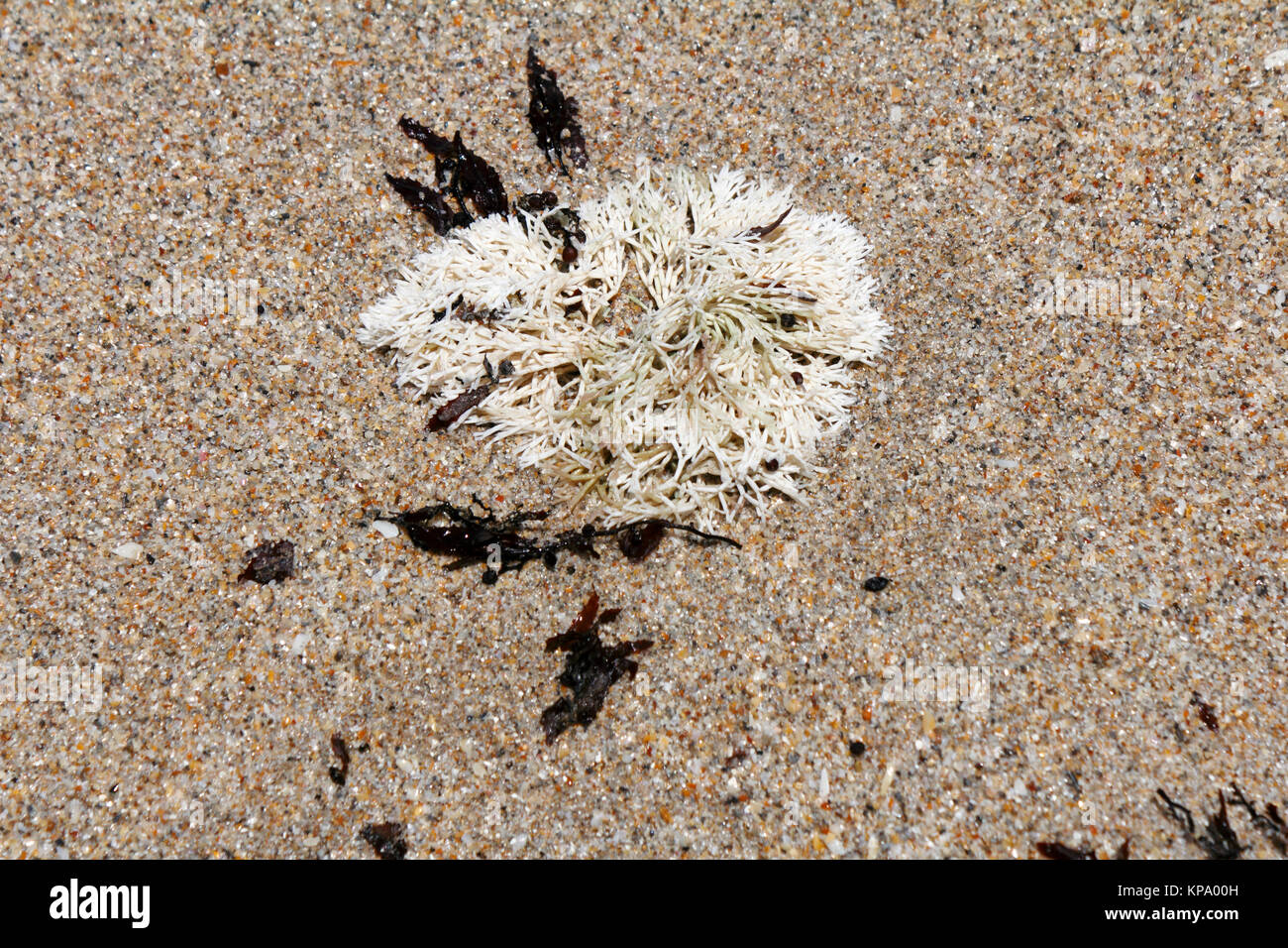 Corallina officinalis linnaeus hi-res stock photography and images - Alamy