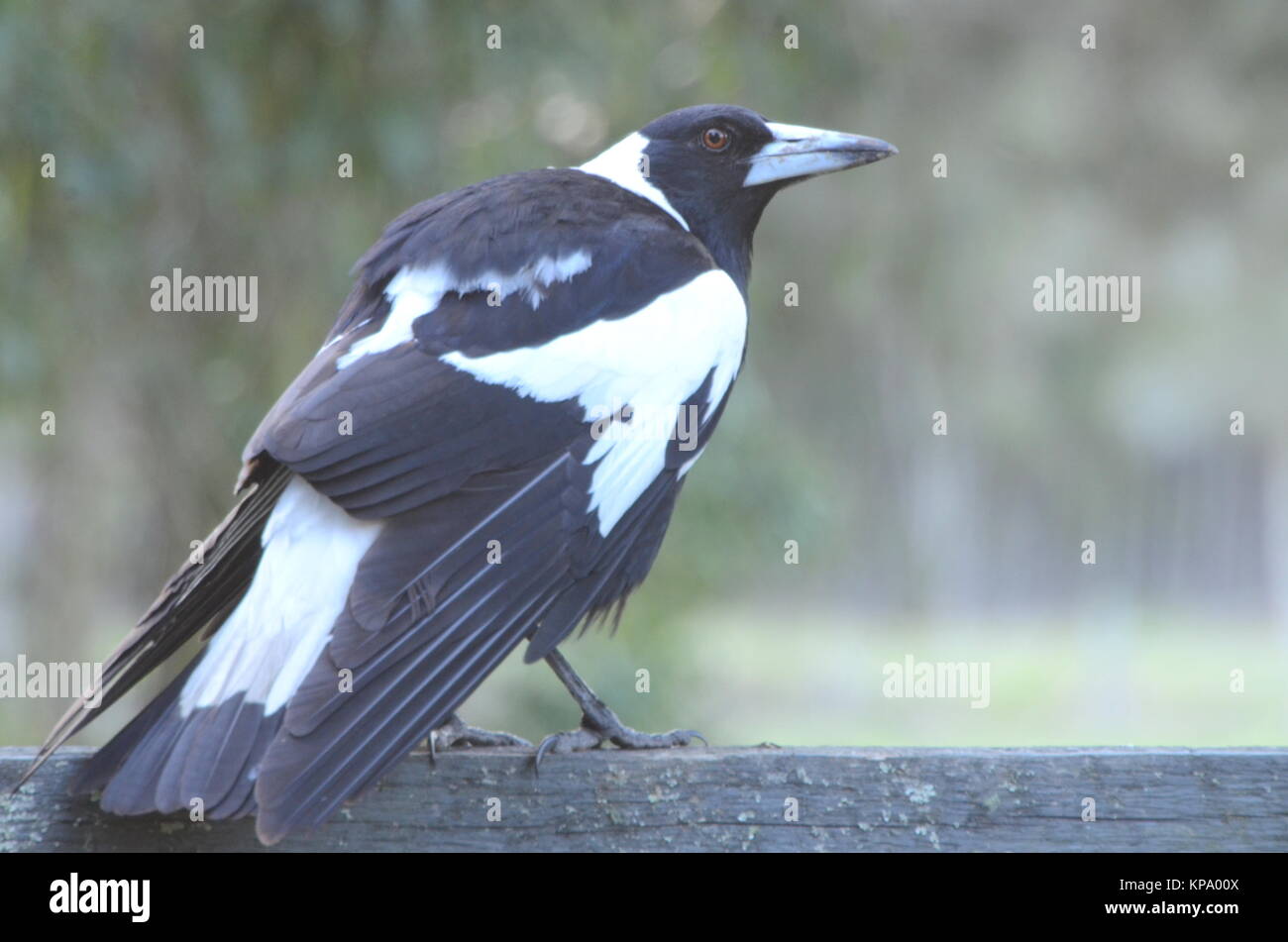 Magpie bird australia hi-res stock photography and images - Alamy