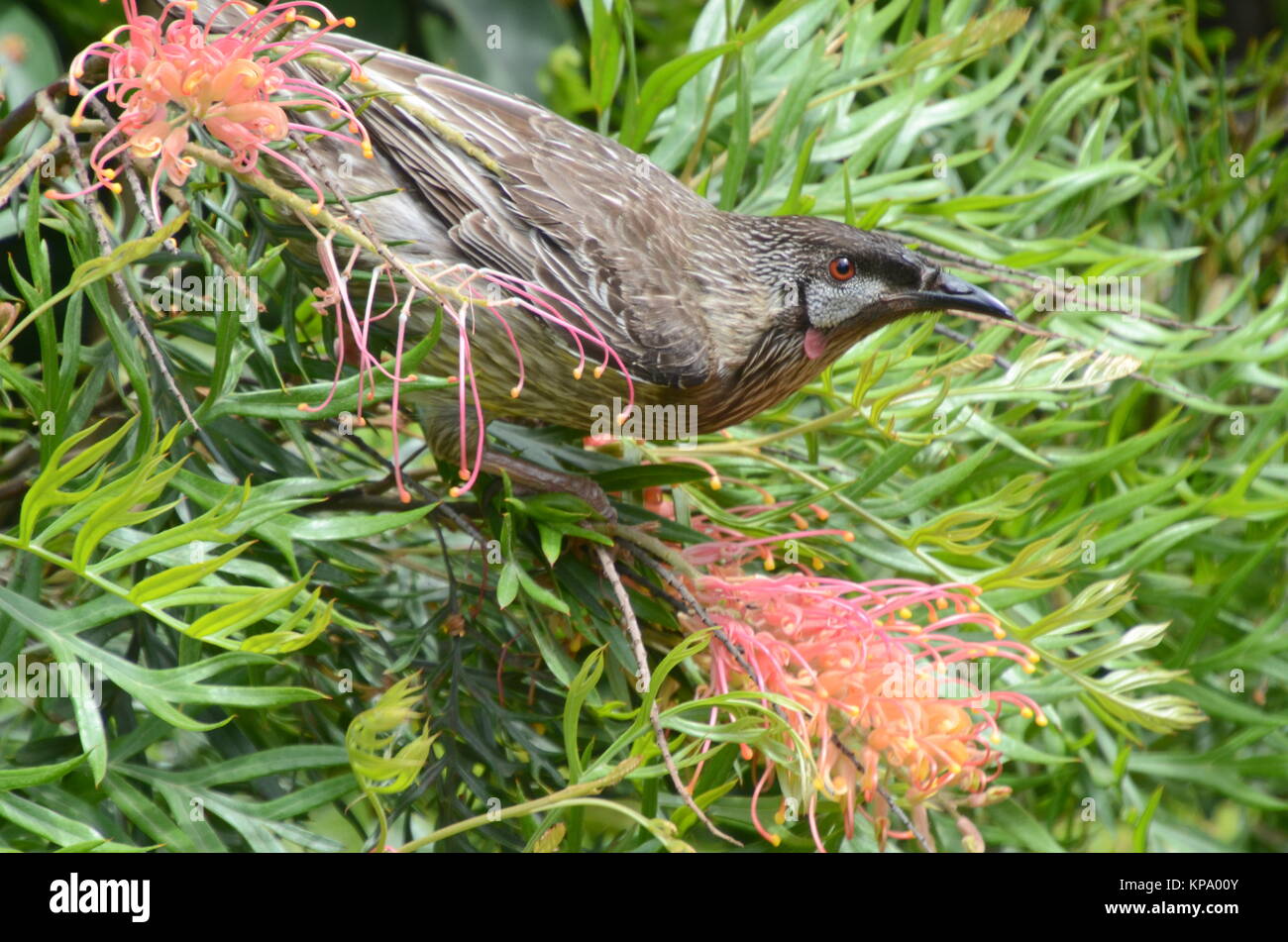 Anthochaera carunculata bird birds hi-res stock photography and images - Alamy