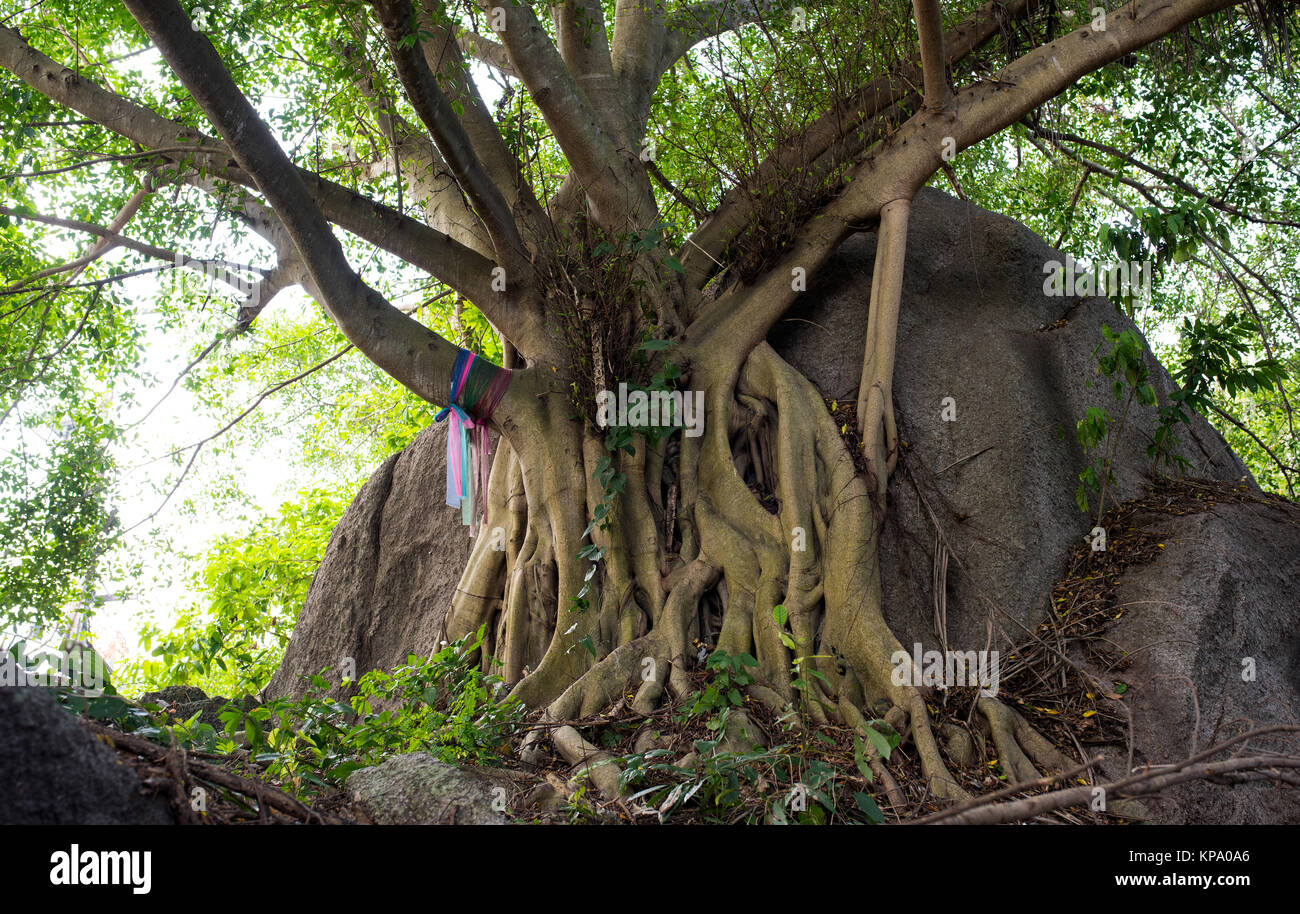 Torpical tree hi-res stock photography and images - Alamy