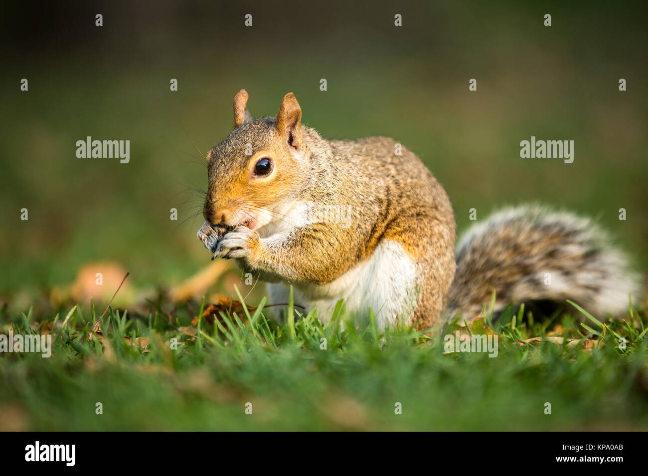 Eastern Grey Squirrel (Sciurus carolinensis Stock Photo - Alamy