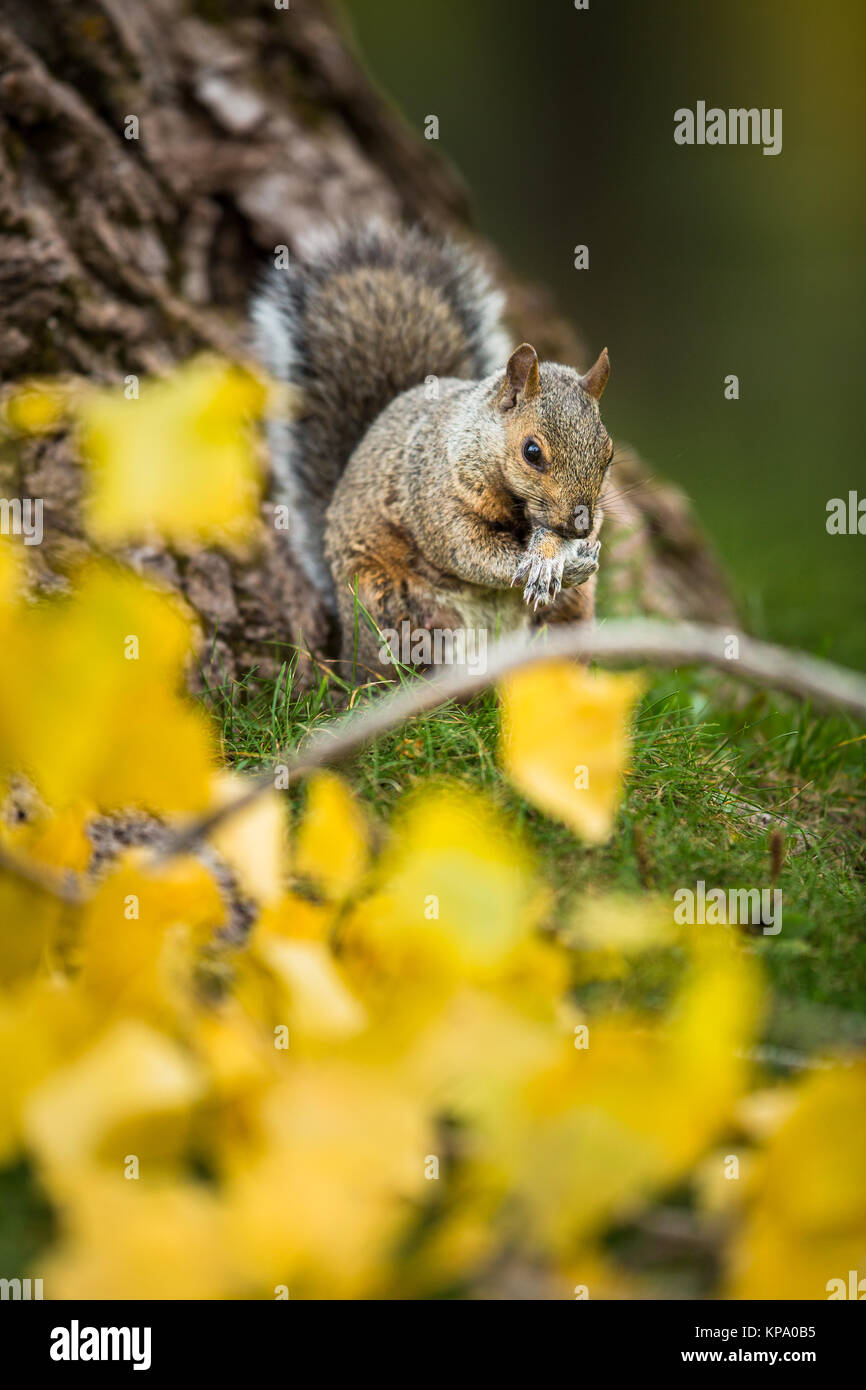 Eastern Grey Squirrel (Sciurus carolinensis Stock Photo - Alamy