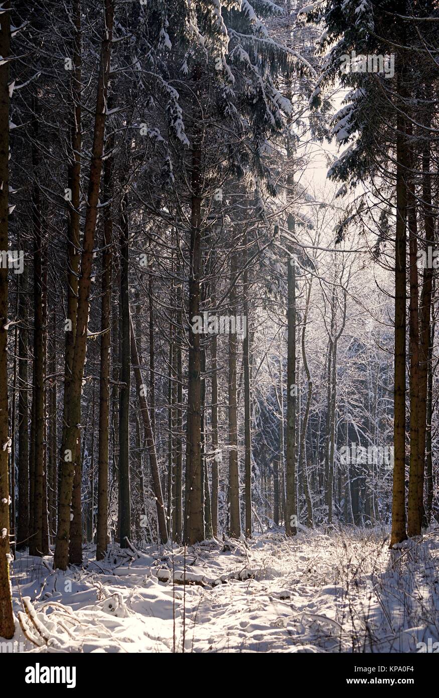in winter wonderland forest Stock Photo - Alamy