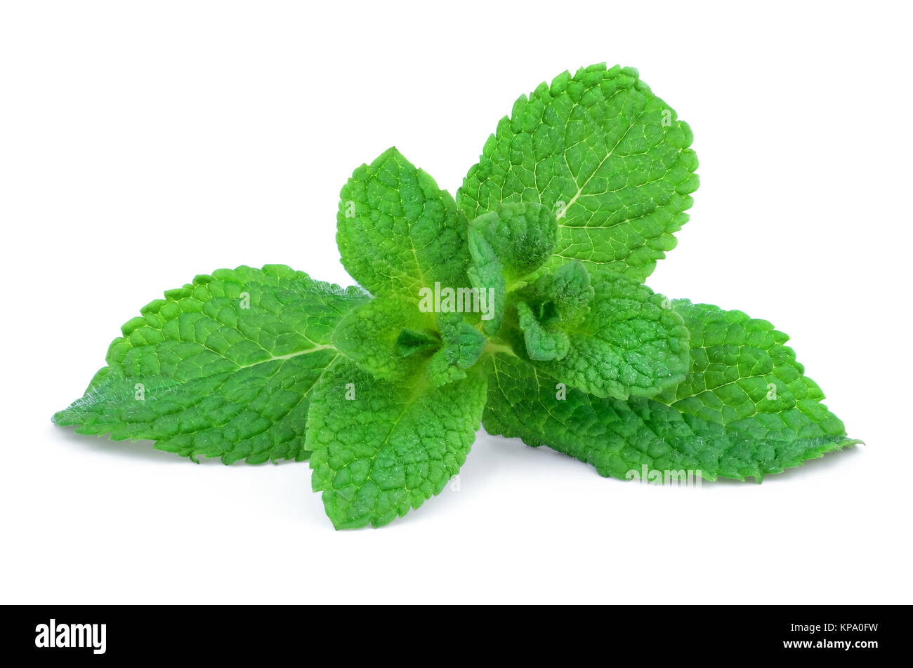 Sprig of fresh green peppermint Stock Photo - Alamy