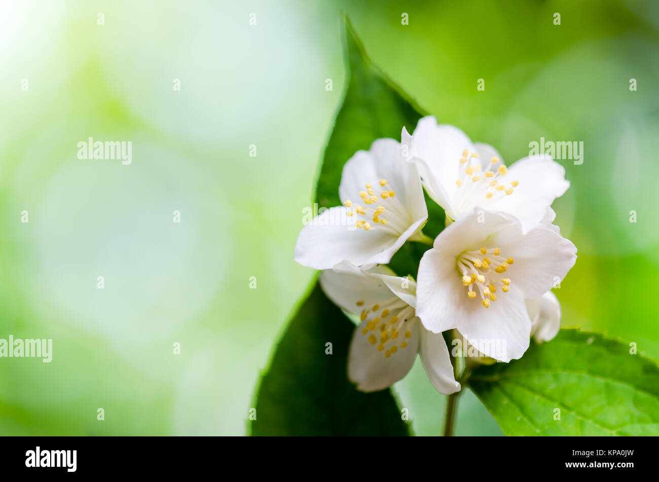 Beautiful flowers of a jasmin, close up Stock Photo - Alamy