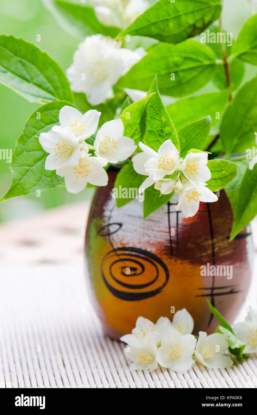 Blooming jasmine bush, close-up Stock Photo - Alamy