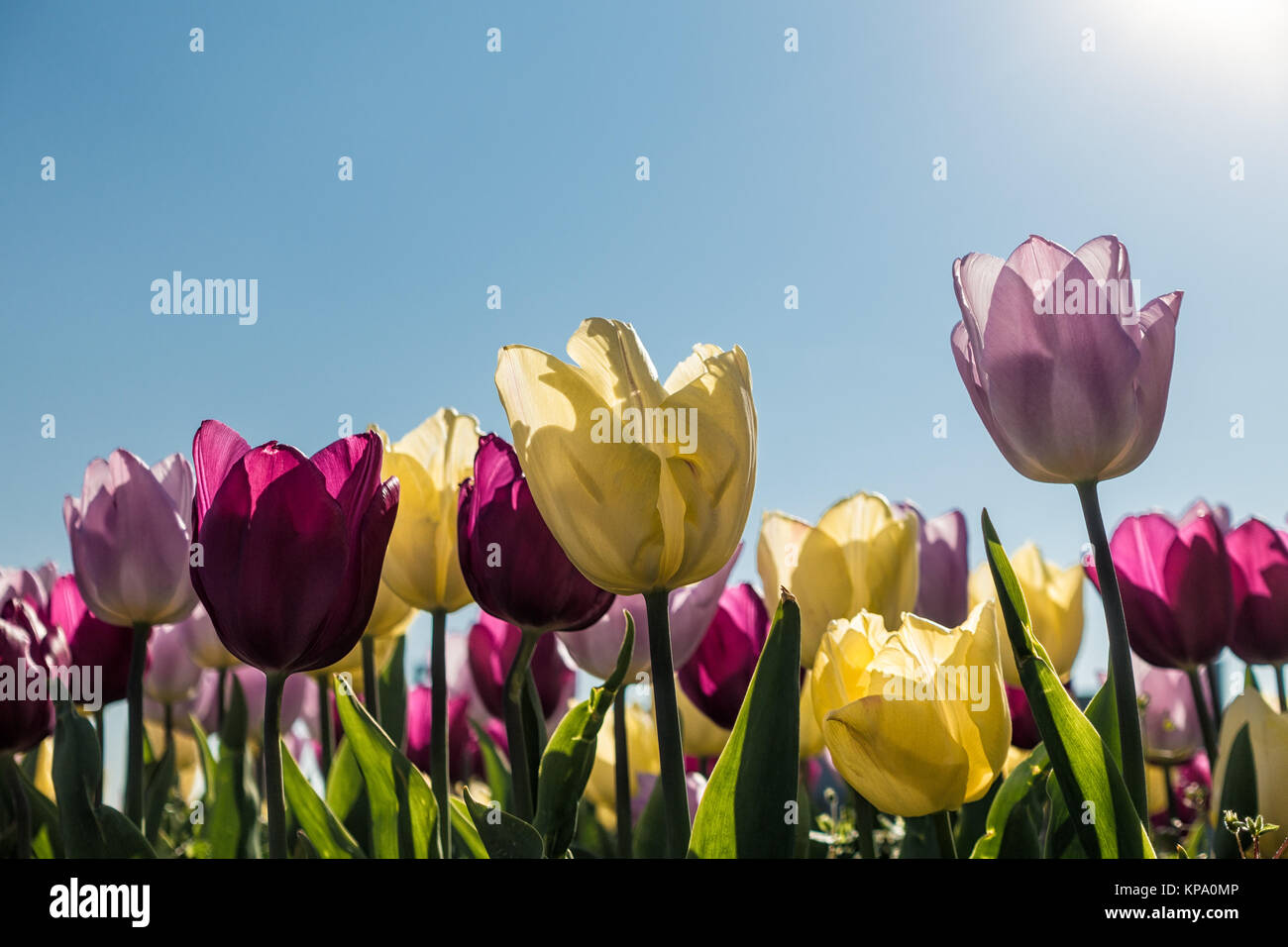 tulips in spring Stock Photo - Alamy
