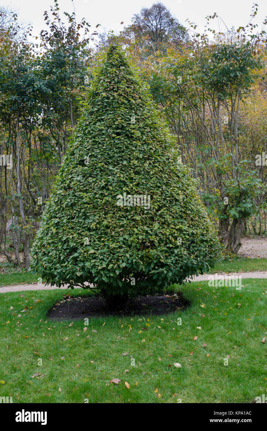 one little beutiful tree in the park Stock Photo - Alamy