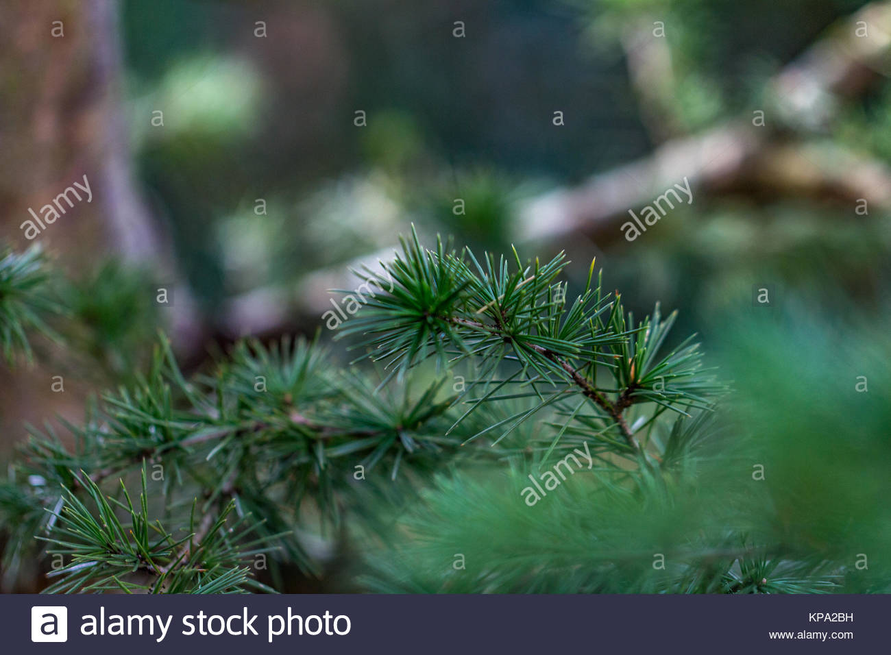 Cedar Needles Stock Photos & Cedar Needles Stock Images - Alamy