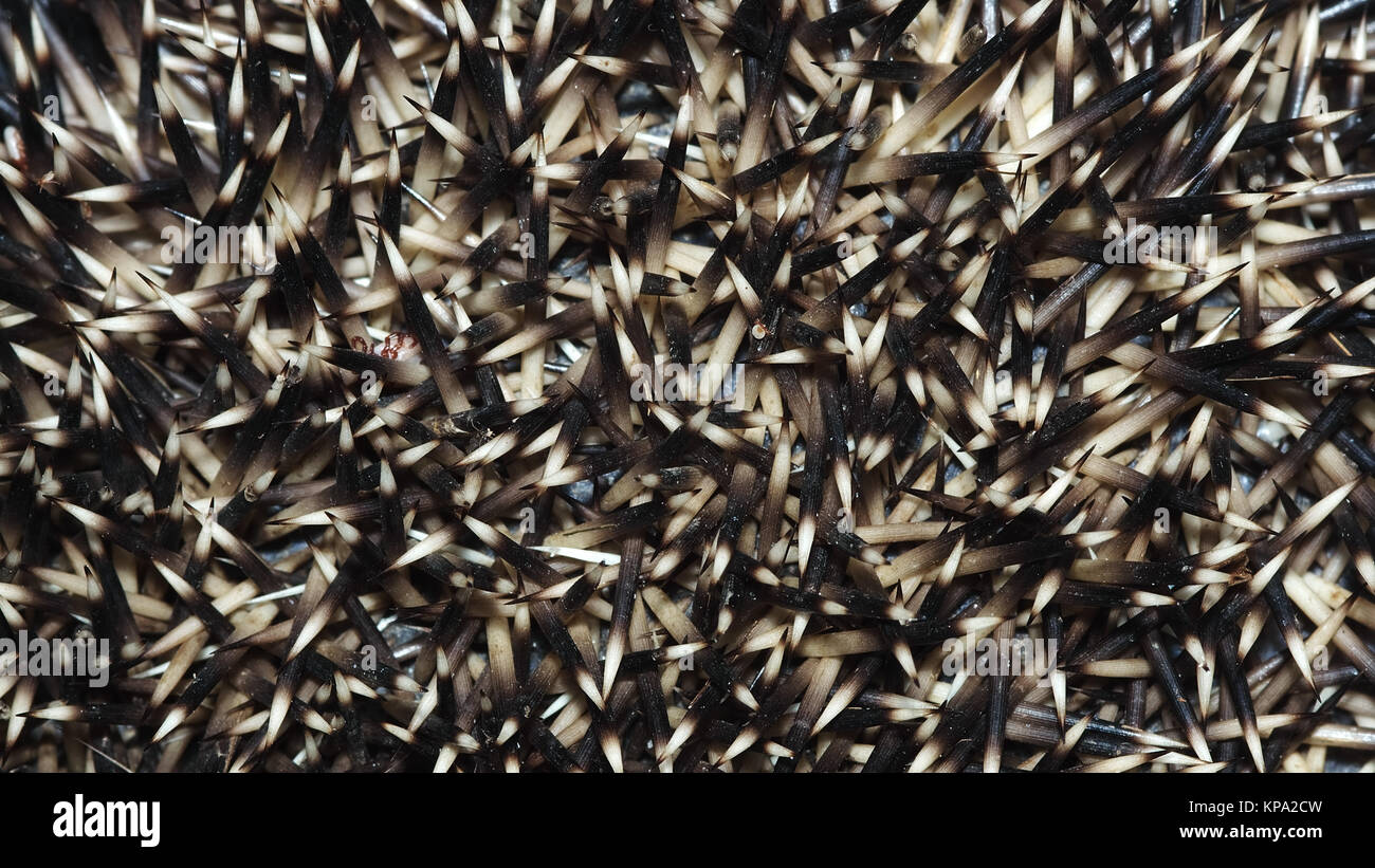 Pale hedgehog hi-res stock photography and images - Alamy