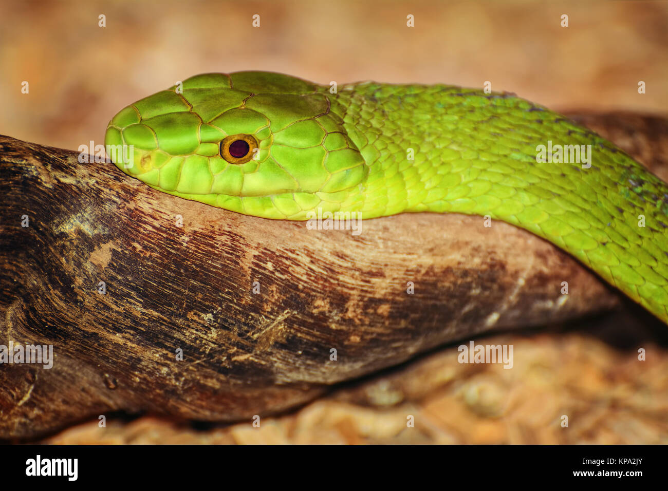 Eastern Green Mamba Stock Photo - Alamy